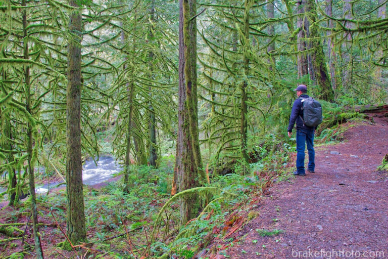 Goldstream Provincial Park | Visitor In Victoria