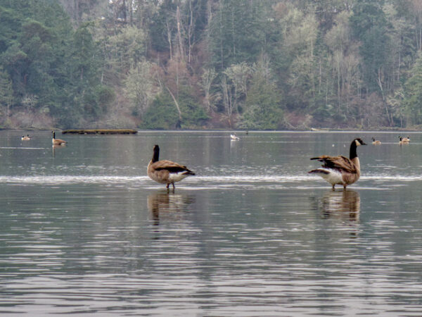 Witty's Lagoon Regional Park | Visitor In Victoria