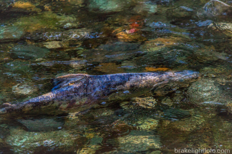 Goldstream Provincial Park | Visitor In Victoria