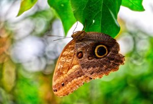 VICTORIA BUTTERFLY GARDENS | Visitor In Victoria