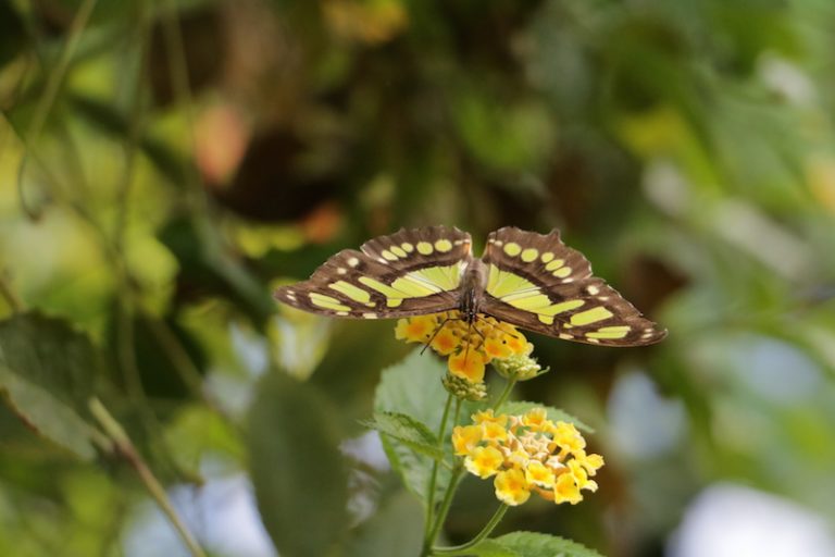 VICTORIA BUTTERFLY GARDENS | Visitor In Victoria