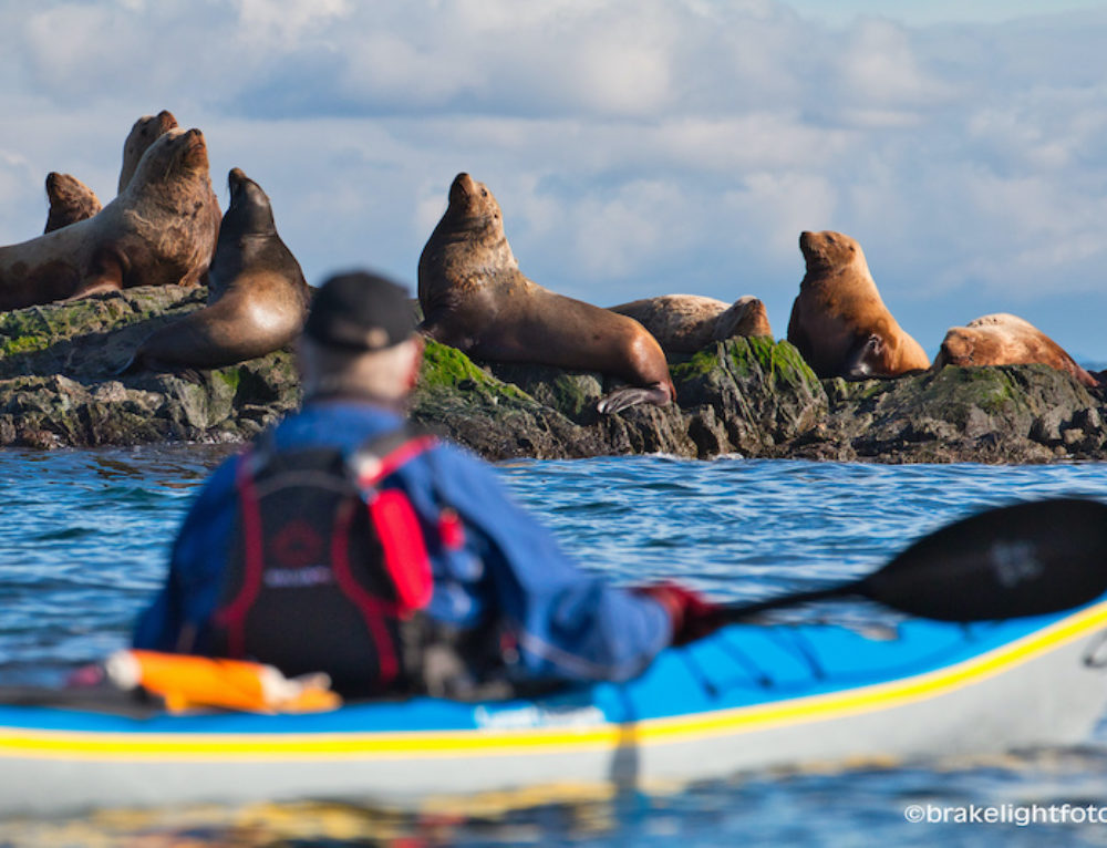 MARINA’S & BOAT RENTALS AROUND VICTORIA | Visitor In Victoria