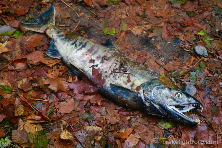 GOLDSTREAM SALMON RUN | Visitor In Victoria